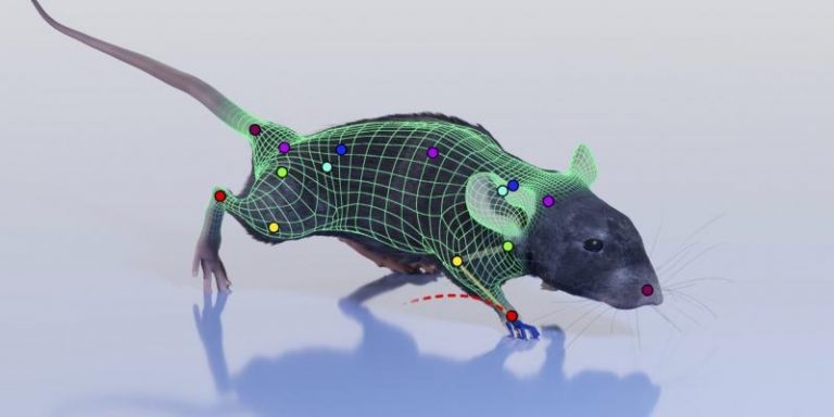 Murphy Lab develops 3D synthetic animated mouse – the Canadian Open ...